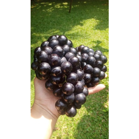 Jual anggur hitam bali | Shopee Indonesia