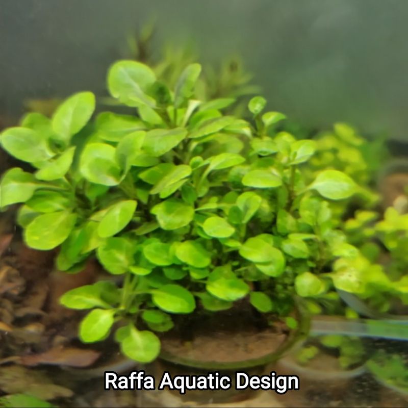 Jual Tanaman air Lobelia Tanaman Aquascape | Shopee Indonesia