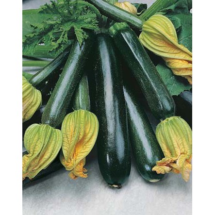 Jual 1 Benih Zucchini F1 FOTHERGILLS BIBIT TANAMAN SAYUR SAYURAN zukini ...