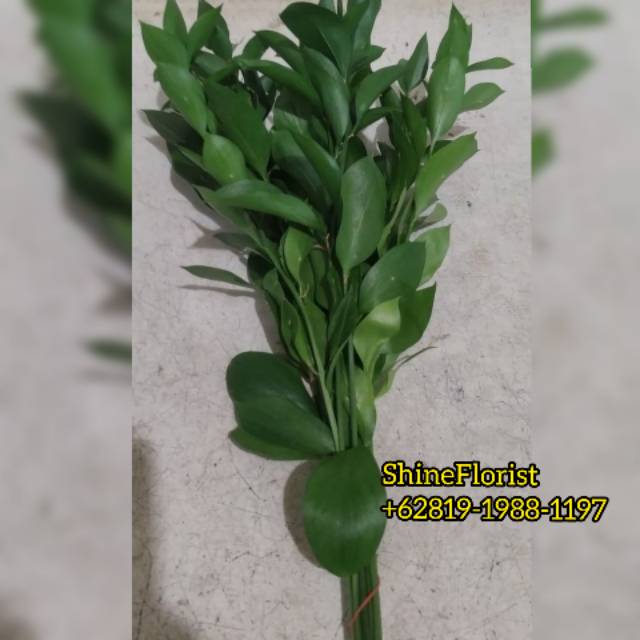 Jual [ Termurah ] Daun Ruskus untuk Handbouquet dan Rangkaian Fresh ...