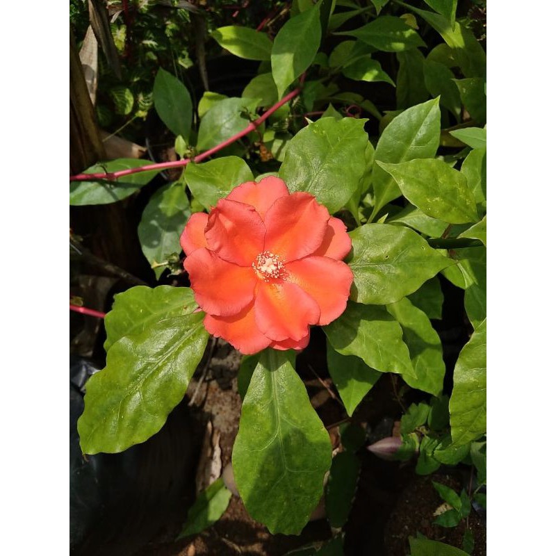 Jual bunga tujuh bilah tujuh bidadari tujuh duri | Shopee Indonesia