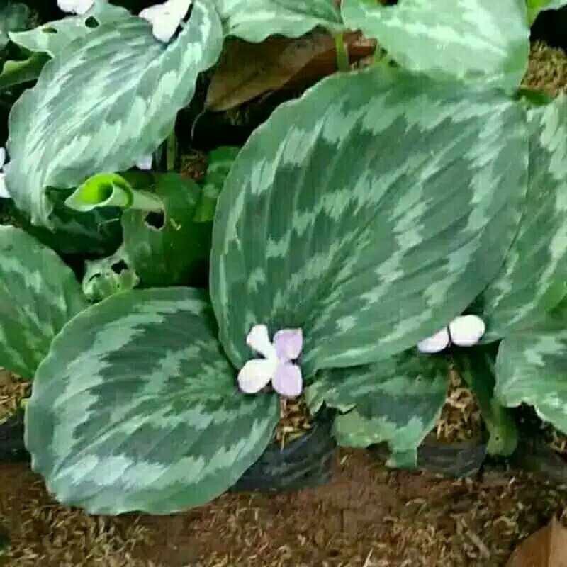 Jual TANAMAN HIAS POHON MERAK MERAK | Shopee Indonesia Jual TANAMAN HIAS POHON MERAK MERAK | Shopee Indonesia