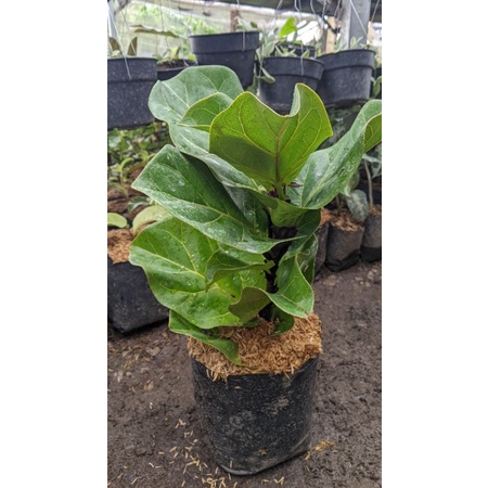 Jual Ketapang biola (Ficus lyrata) - tanaman bibit bunga Ketapang biola ...