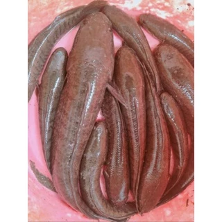 Jual Ikan Haruan Terlengkap & Harga Terbaru Agustus 2024 | Shopee Indonesia