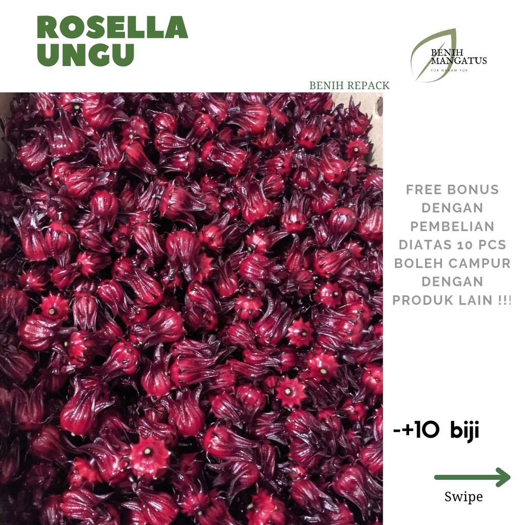 Jual D_40 Benih rosella ungu -10 BIJI Tanaman bunga tahan cuaca panas ...