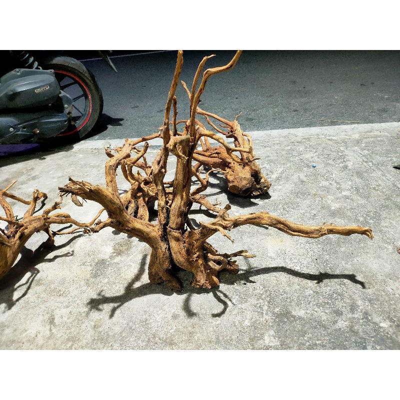 Jual Akar Rasamala akar Aquascape ukuran XXL,bahan bonsai Aquascape ...