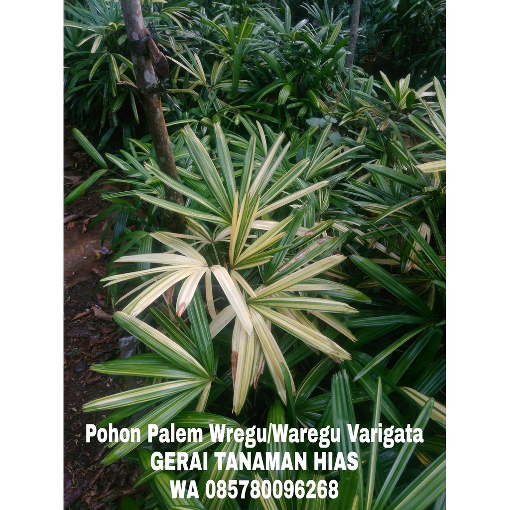 Jual Langsung Order Palem Wregu atau Palem Waregu atau Palem Regu ...