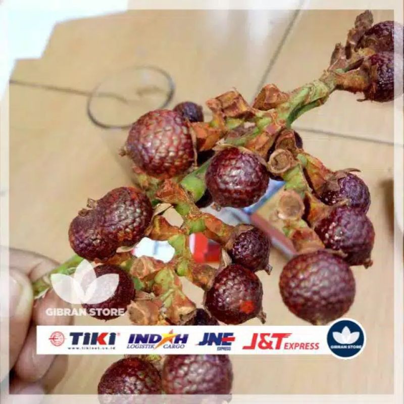 Jual terbaik buah jernang / buah hoe 1 kg | Shopee Indonesia