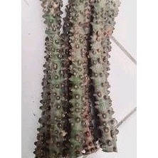 Jual Setek patrawali segar 1kg | Shopee Indonesia