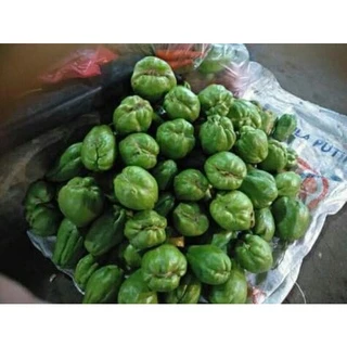 Jual Bibit Labu Siam Terlengkap & Harga Terbaru April 2025 | Shopee ...