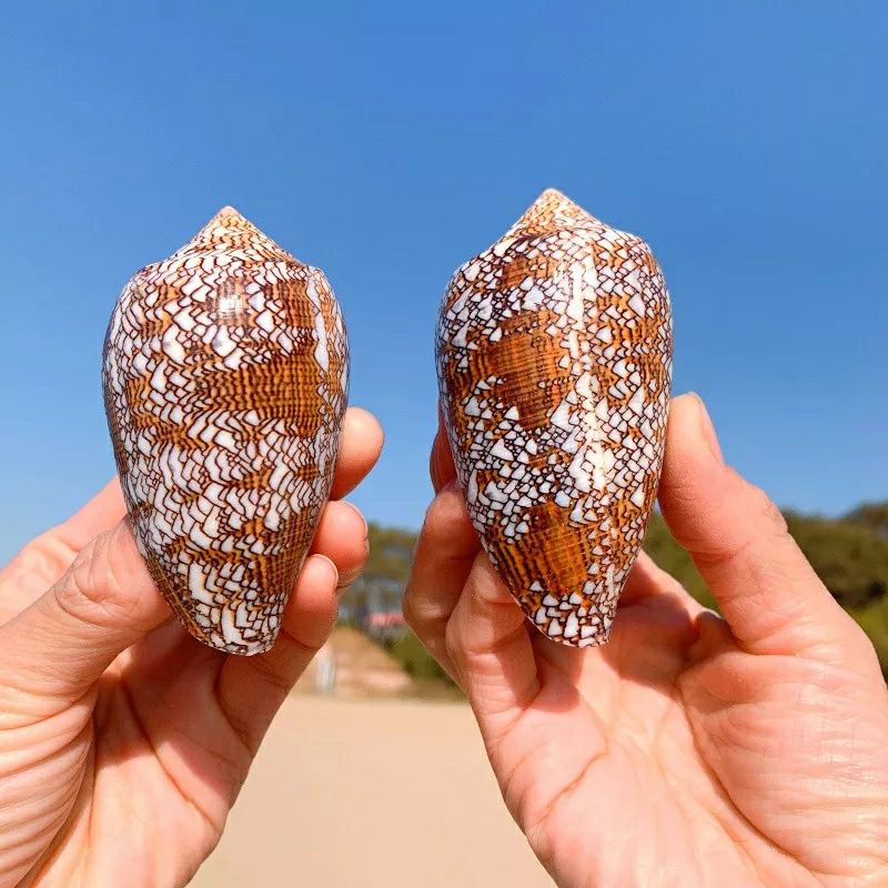 Jual CONUS TEXTILE SEA SHELLS CANGKANG KERANG KOLEKSI | Shopee Indonesia