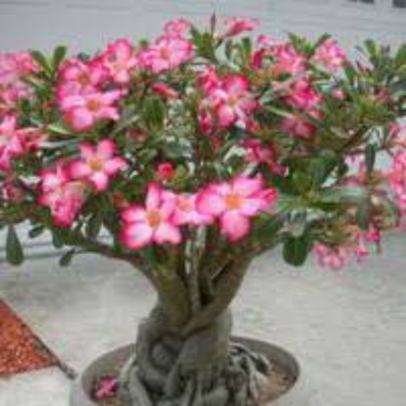 Jual Adenium Kamboja Bonggol Besar Jenis Bunga Tumpuk Warna Pink