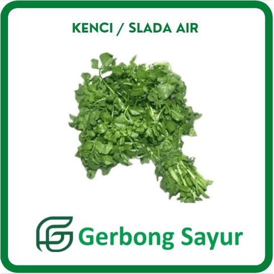 Jual Daun slada selada air / kenci 1ikat - 250g | Shopee Indonesia