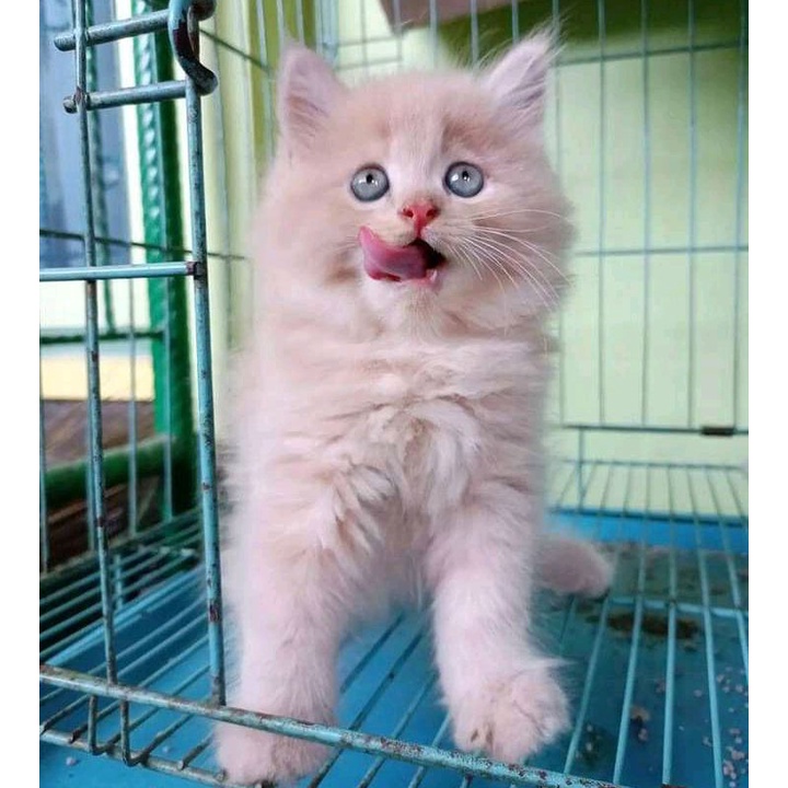 Jual (BULU CREAM) KUCING KITTEN PERSIA MEDIUM ANGGORA KUCING JANTAN ...