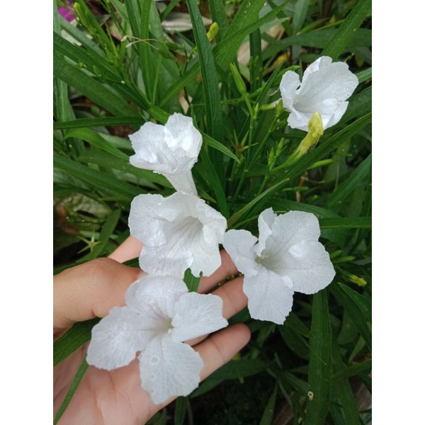 Jual Bunga Reullia Putih/ Kencana Putih Jenis Batang Tinggi | Shopee ...