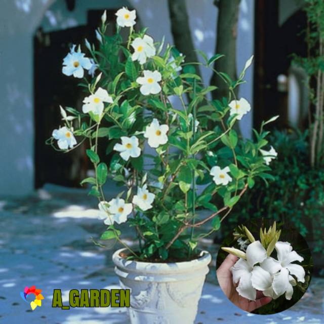 Jual Tanaman Bunga Mandevilla Putih - White Mandevilla | Shopee Indonesia