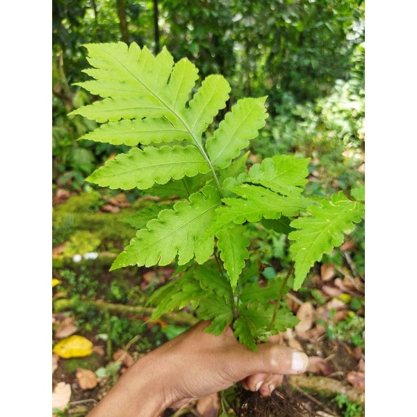 Jual tanaman pakis tectaria gemmifera | Shopee Indonesia