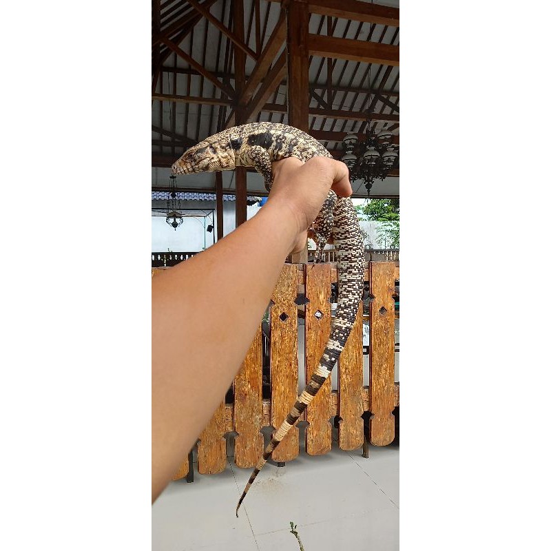 Jual blue tegu cb indo (soldout) | Shopee Indonesia