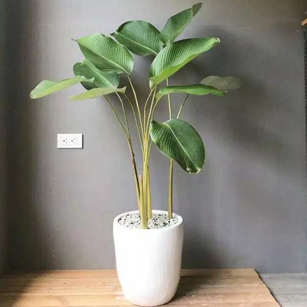 Jual Tanaman Hias Calathea Pisang/ Calathea Luthea | Shopee Indonesia Jual Tanaman Hias Calathea Pisang/ Calathea Luthea | Shopee Indonesia