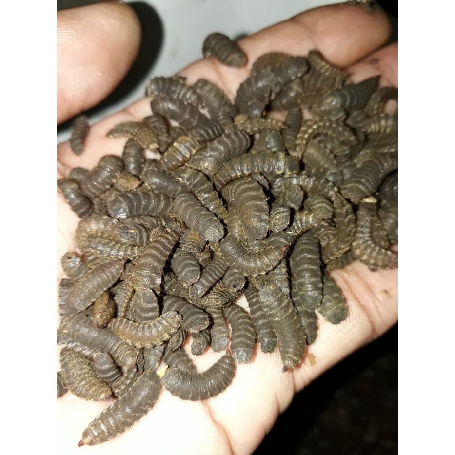 Jual Prepupa dan Pupa Maggot Lalat BSF 500 gr | Shopee Indonesia