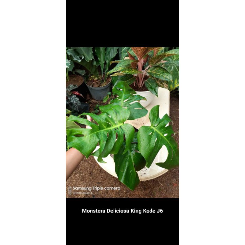 Jual Monstera King Ukuran Jumbo | Shopee Indonesia