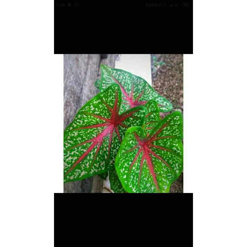 Jual Bunga Talas Bintik | Shopee Indonesia