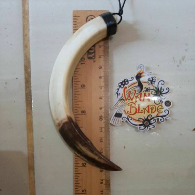 Jual Kalung taring babi hutan kalimantan asli | Shopee Indonesia