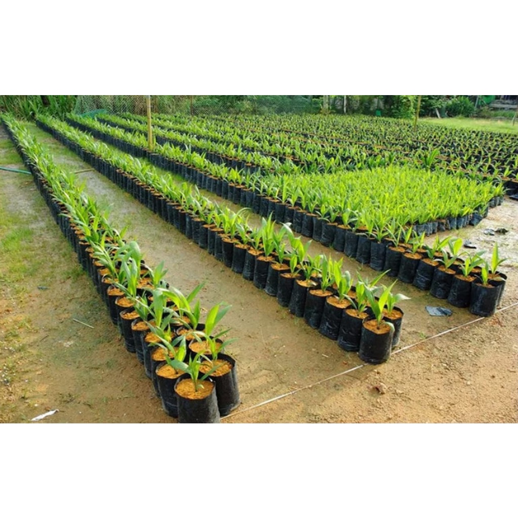 Jual Polybag POT BIBIT TANAMAN 30x30 - 500GR HITAM polibek TAS semai ...