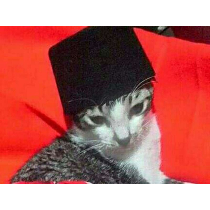 Jual Peci untuk kucing | Shopee Indonesia