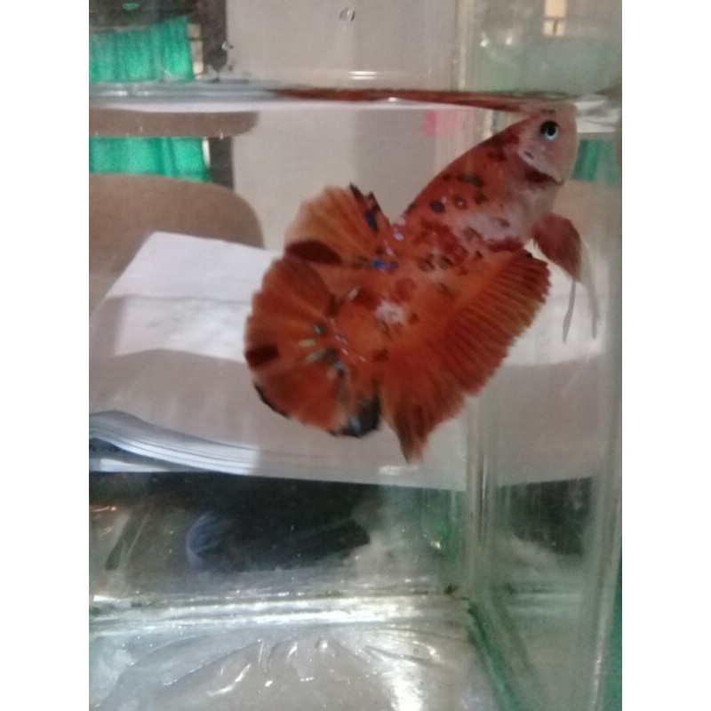 Jual cupang Nemo | Shopee Indonesia