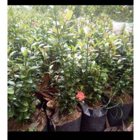 Jual pohon soka india, bunga soka india | Shopee Indonesia