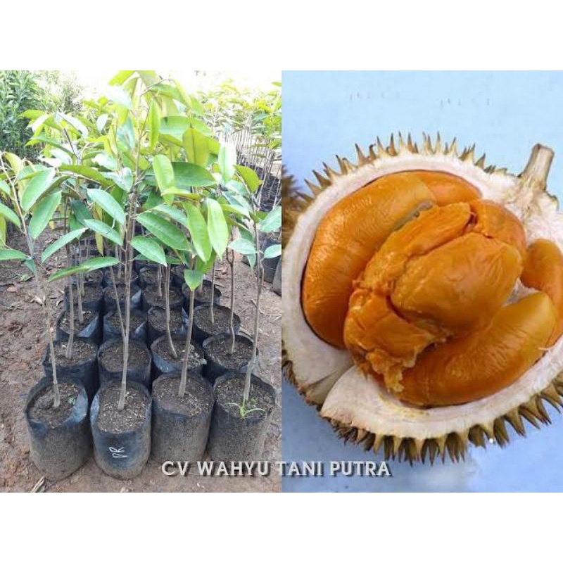 Jual bibit durian ochee duri hitam dan durian bawor | Shopee Indonesia