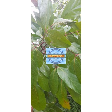 Jual jual daun jengkol segar per 400 grm | Shopee Indonesia