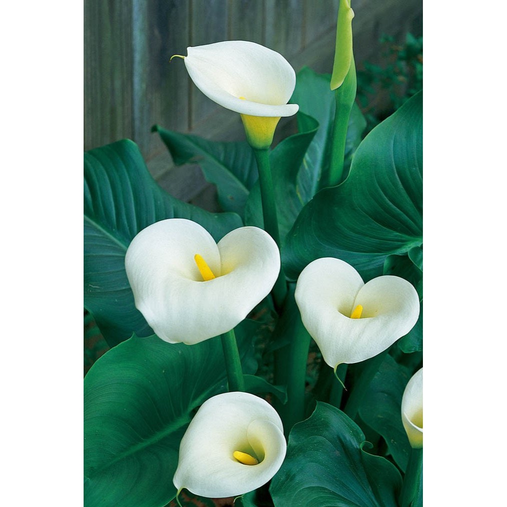 Jual Tanaman Bunga Calla Lily Putih | Shopee Indonesia