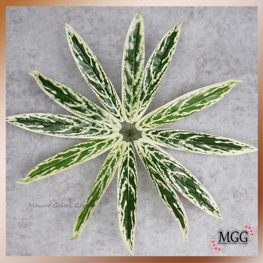 Jual Daun Aglonema Spark Latex Hijau Mix Putih X12 (satuan) Daun ...