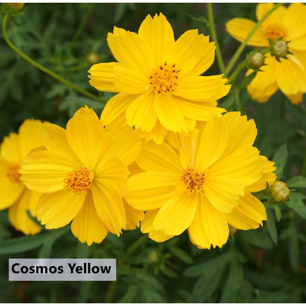 Jual Benih Biji Bunga Cosmos Yellow - Bibit Kosmos Kuning | Shopee ...