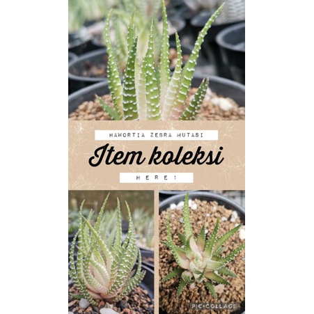 Jual kaktus sukulen hawortia zebra mutasi warna hijau muda ke kuningan ...