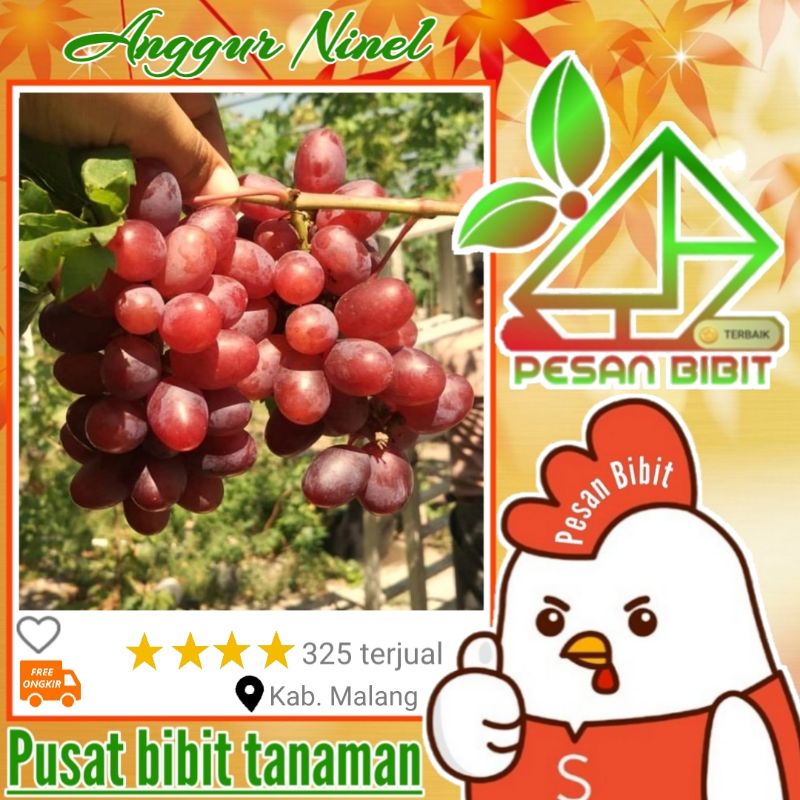 Jual bibit tanaman buah anggur import ANGGUR NINEL | Shopee Indonesia