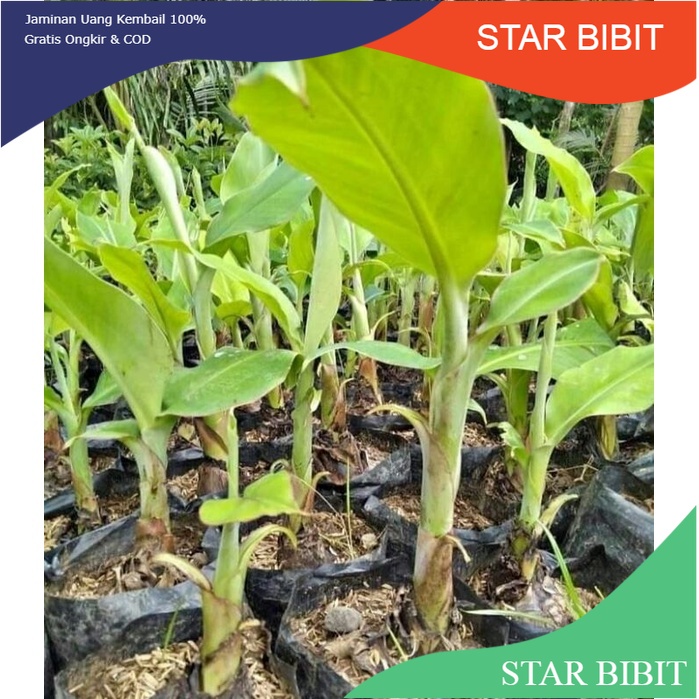 Jual Bibit buah pisang raja nangka tanam sekali panen berkali kali ...