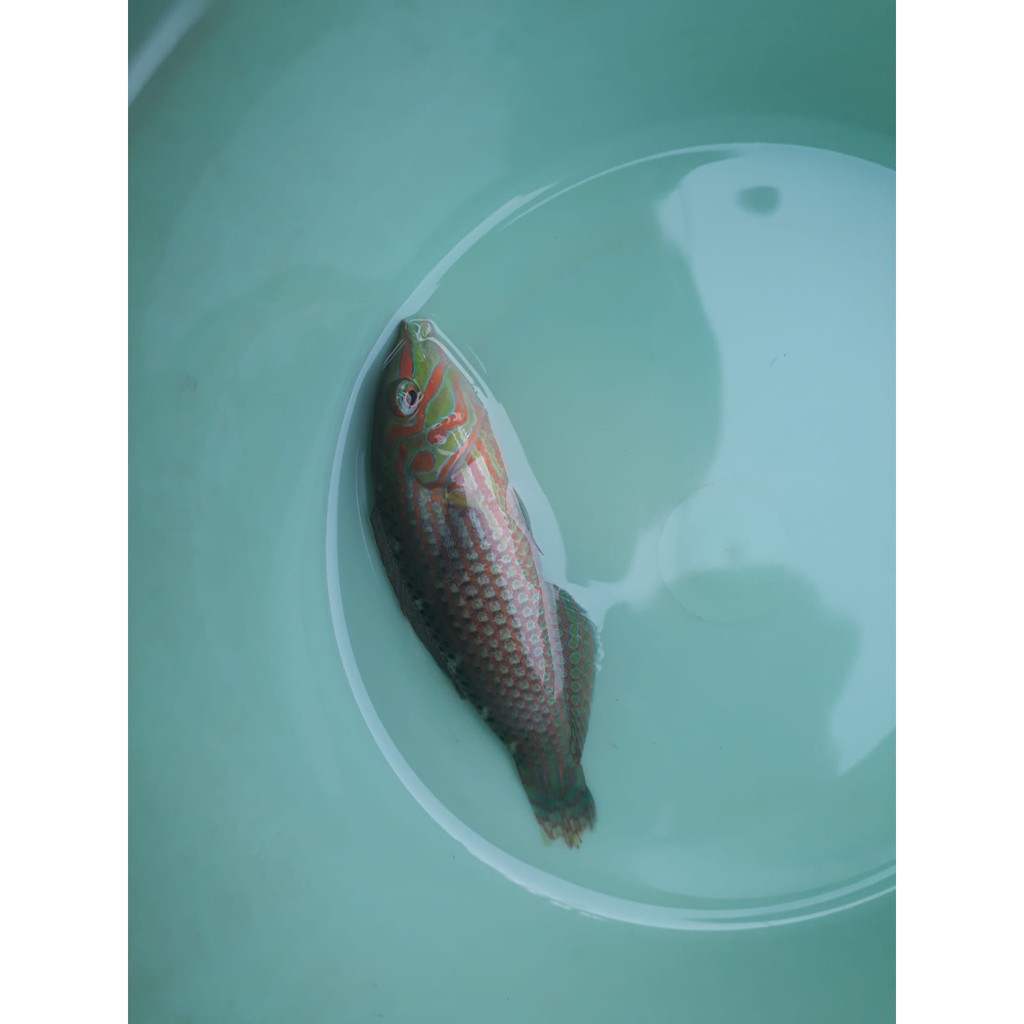Jual Bayaman/Melanurus Wrasse | Shopee Indonesia