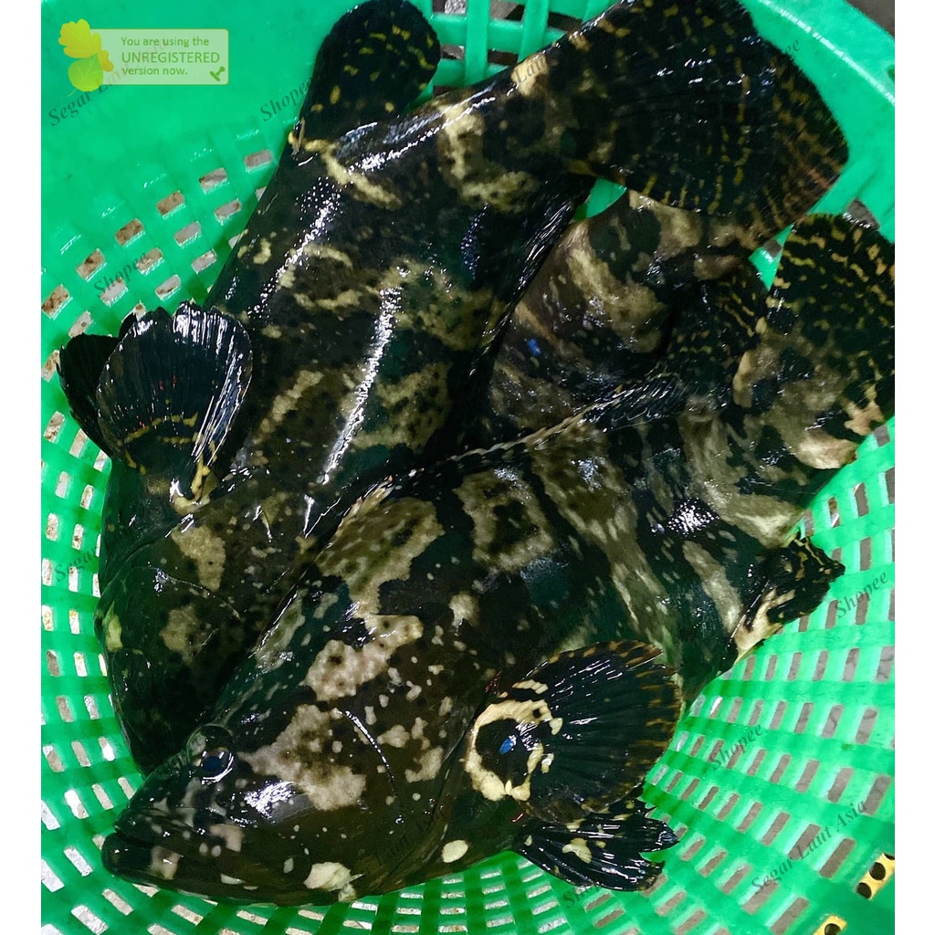 Jual Ikan Kerapu Cantang/Bunga Ikan Kerapu Segar Ikan Kerapu Fresh Ikan ...