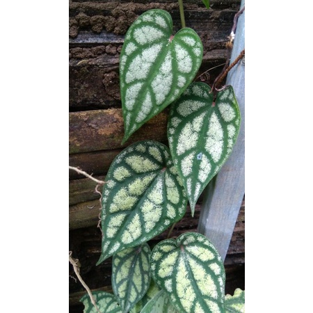Jual tanaman sirih silver/piper cristalium/piper sp/piper plant ...