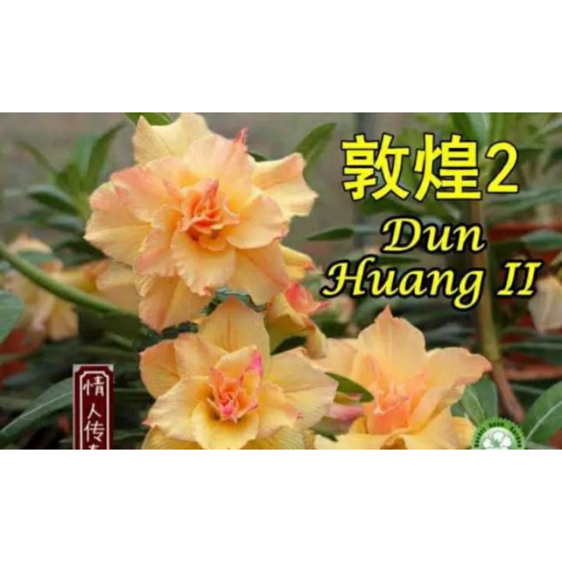 Jual Adenium Grafting Dun Huang II | Shopee Indonesia