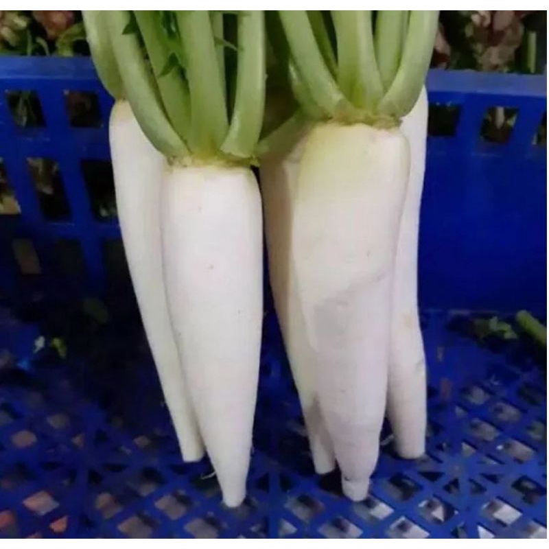 Jual LOBAK PUTIH SEGAR surga kebutuhan ku turnip radish daikon raphanus ...