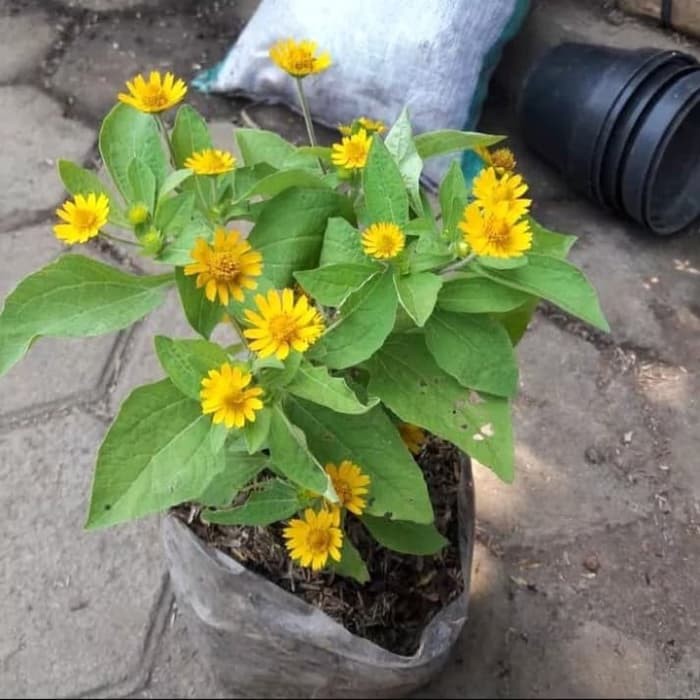 Jual Tanaman hias matahari mini | widelia plant | tanaman butter daisy ...