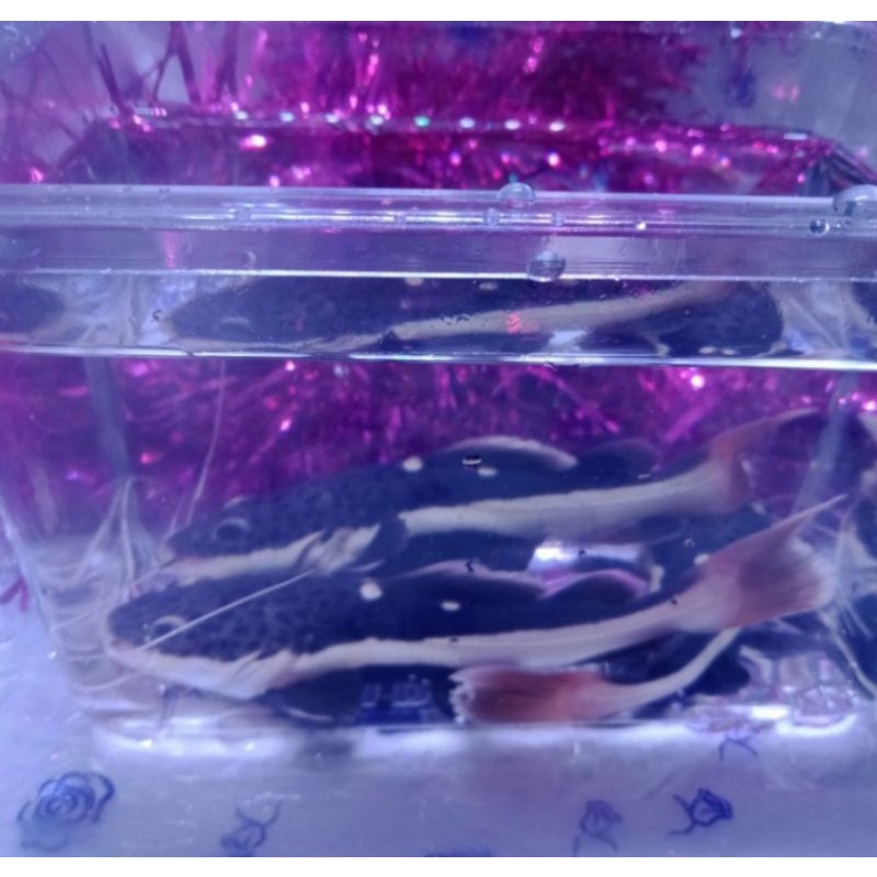 Jual IKAN HIAS RTC/RED TAIL CAT FISH SIZE 13CM | Shopee Indonesia