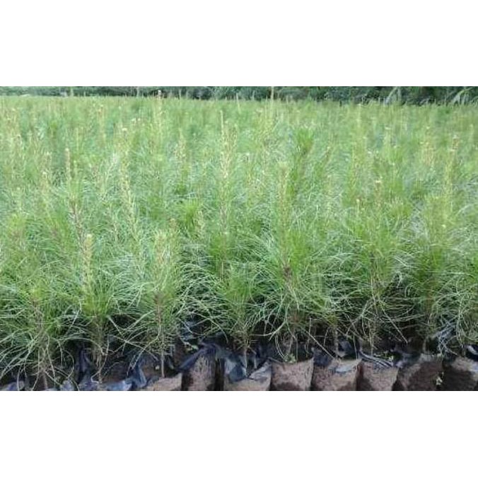 Jual H2O 1 Kg Benih Biji Pohon Pinus Merkusi Siap Semai @_3 | Shopee ...