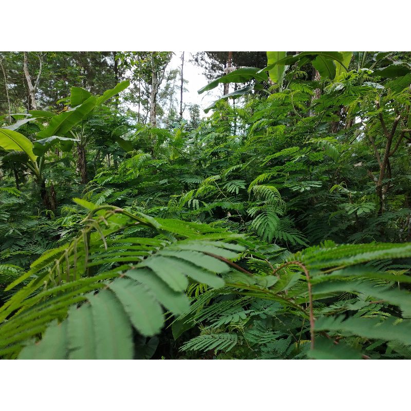 Jual BENIH KALIANDRA MERAH, jenis legum pakan ternak | Shopee Indonesia