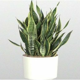 Jual Tanaman Hias SANSIVERA lidah mertua penghias bagian dalam rumah ...