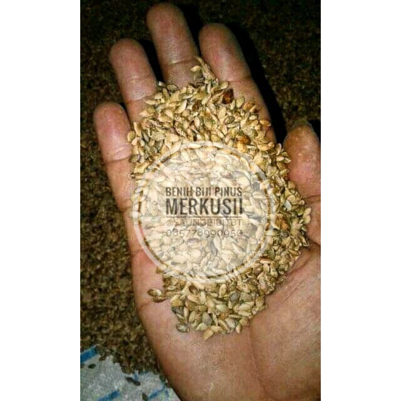 Jual Benih Biji Pohon Pinus Merkusii 1kg siap semai Biji Tanaman Pinus ...